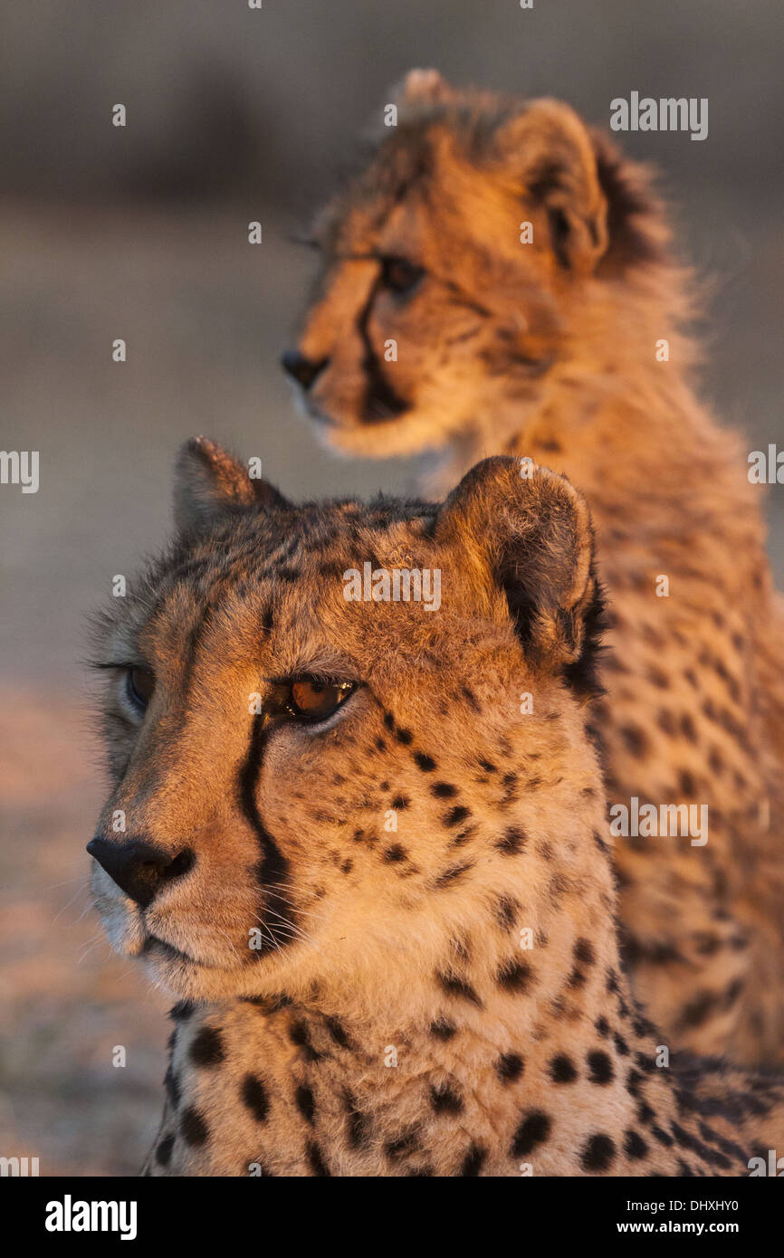Young cheetah (Acinonyx jubatus) with cheetah moth Stock Photo - Alamy
