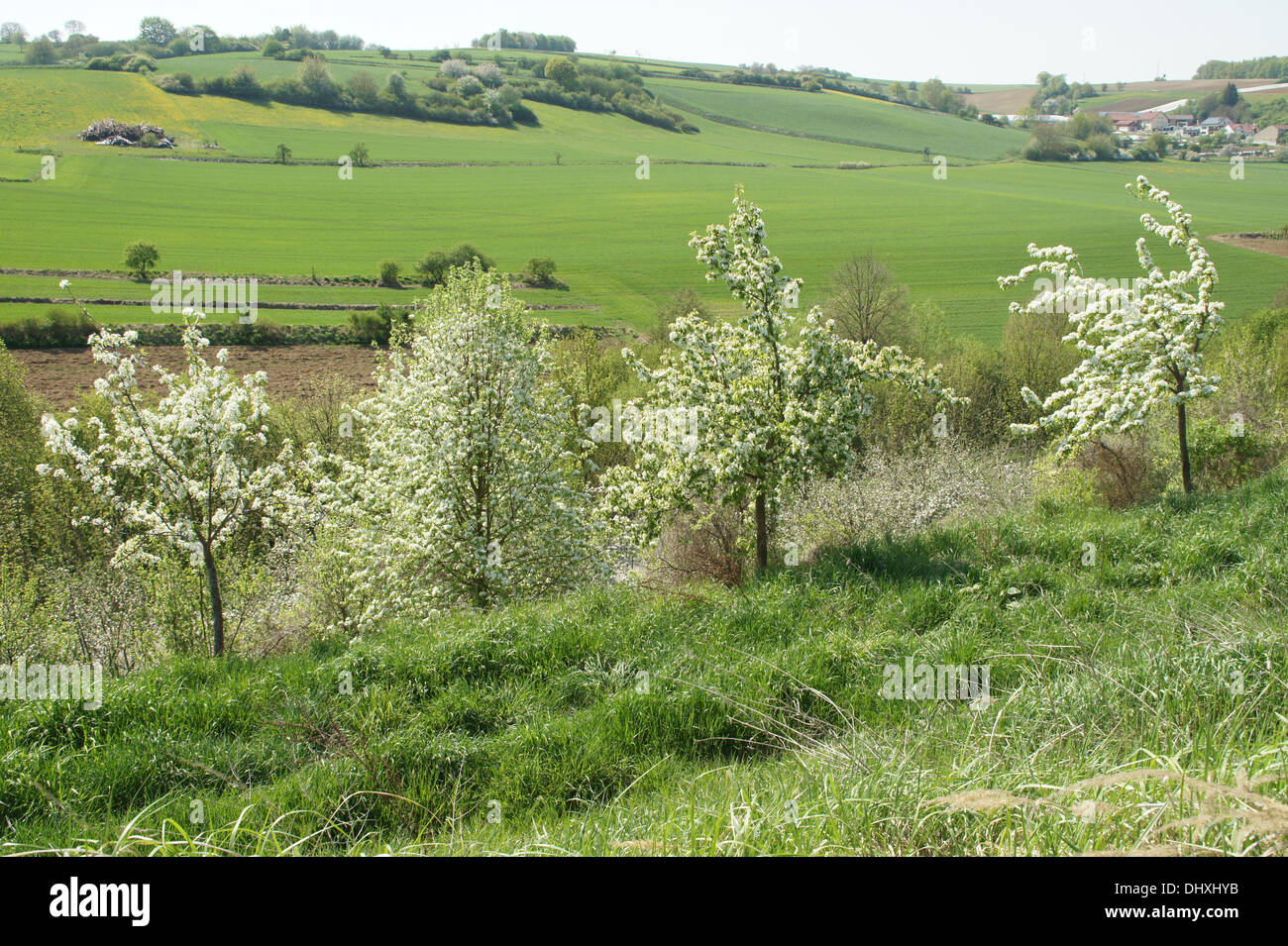 Apple- and pear-trees Stock Photo - Alamy