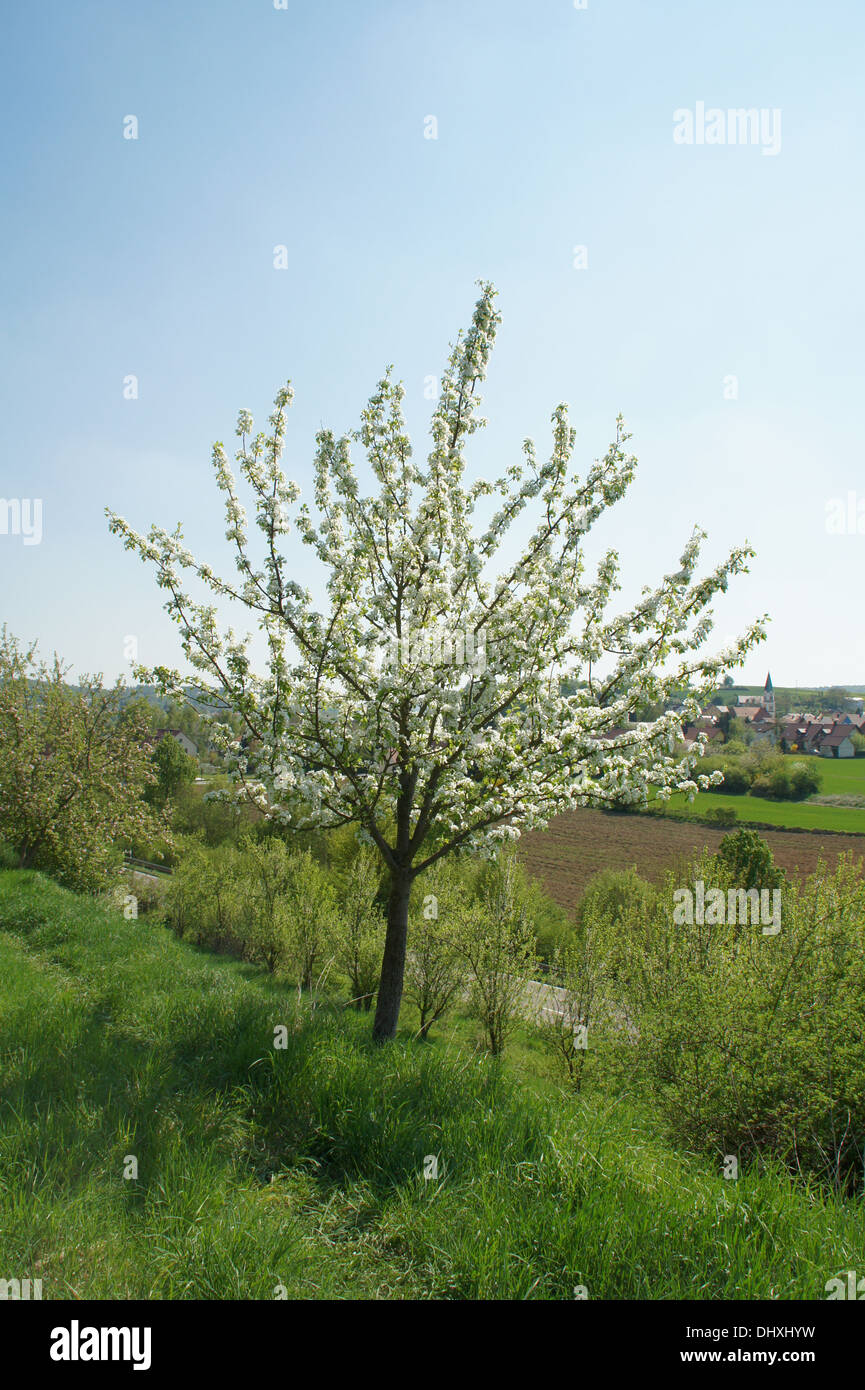 Birnenbaume hi-res stock photography and images - Alamy