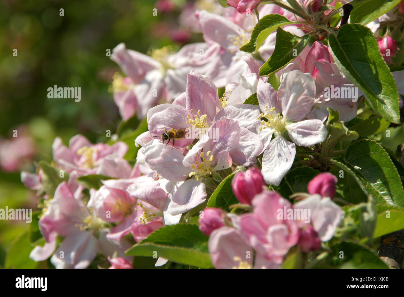 Pollination plant apple hi-res stock photography and images - Alamy