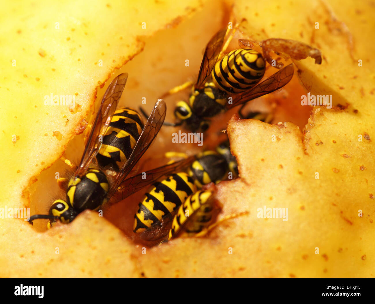 A group of Yellowjackets feeding inside a pear Stock Photo - Alamy