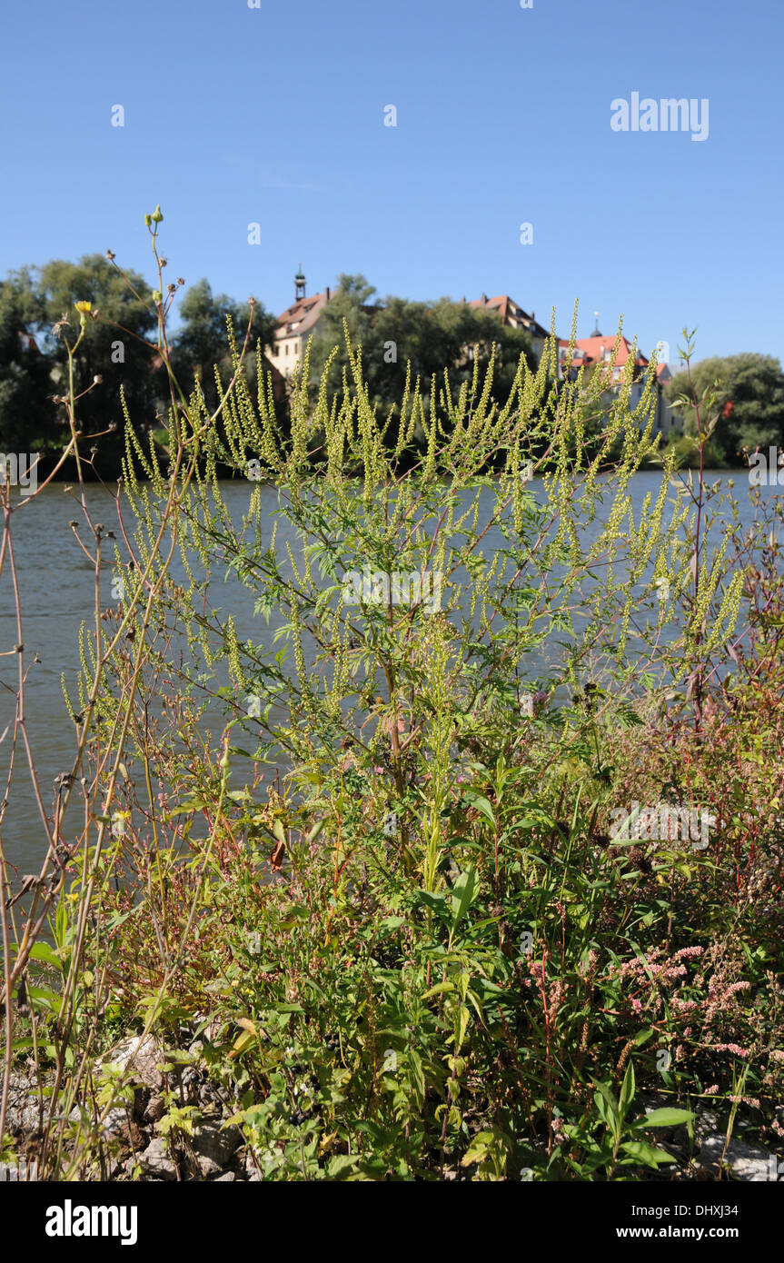 Stickweed hi-res stock photography and images - Alamy