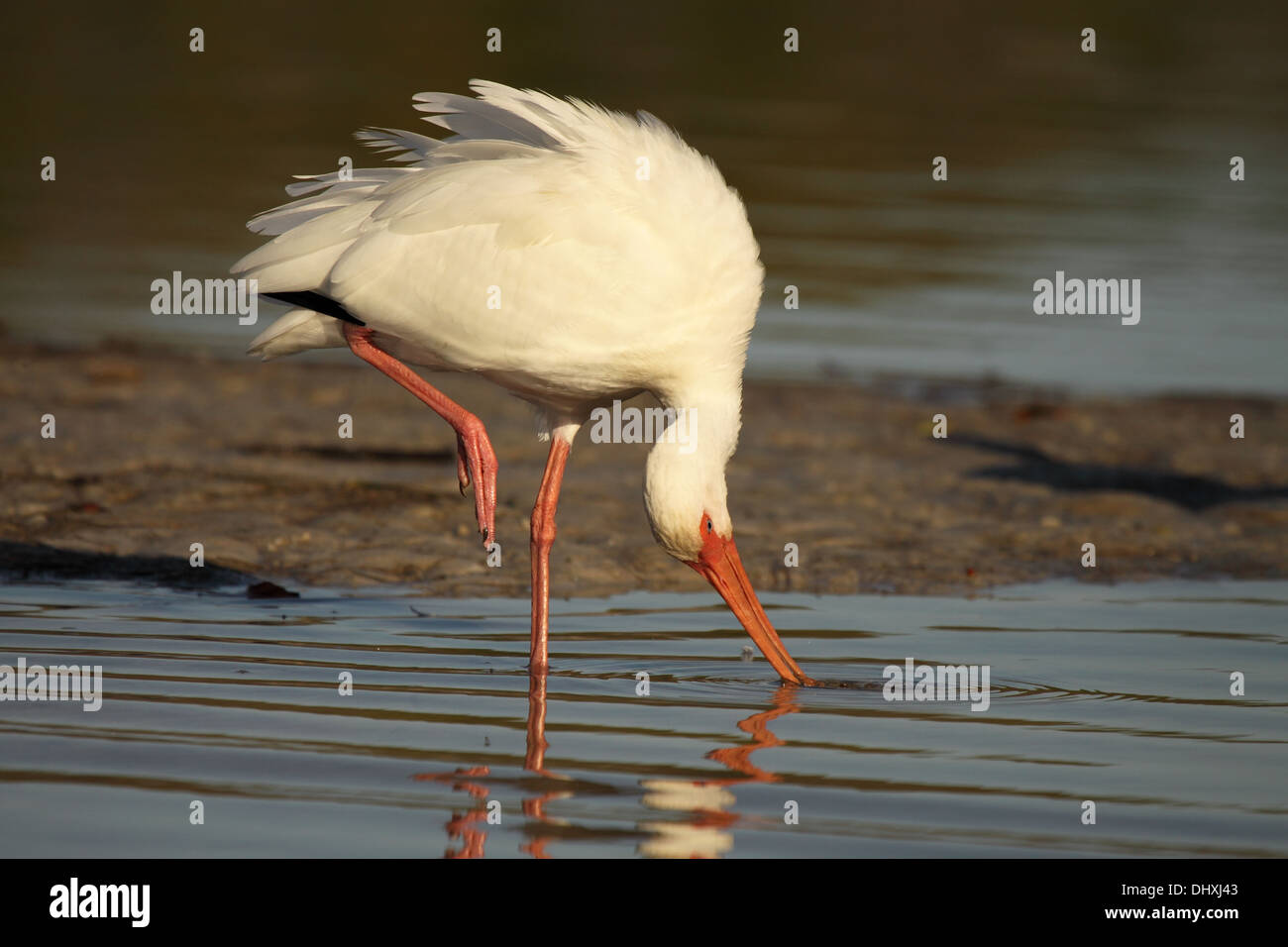 A White Ibis bending upside down Stock Photo - Alamy