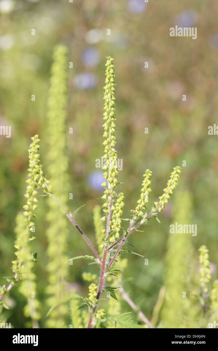 Stickweed hi-res stock photography and images - Alamy