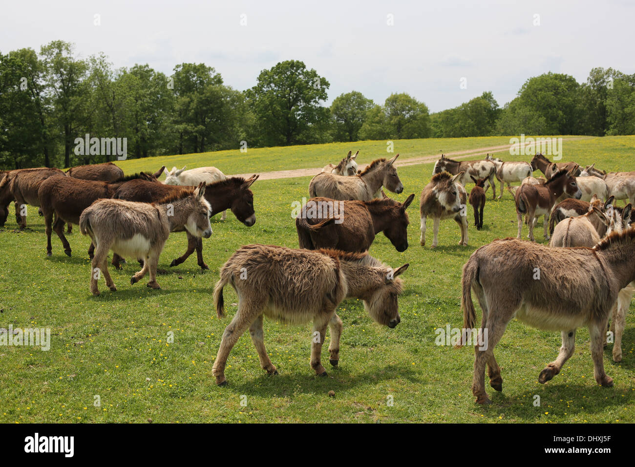A field full of miniature donkeys Stock Photo - Alamy