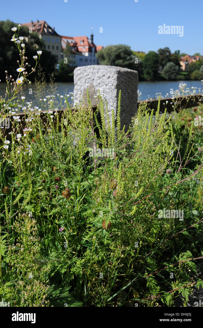 Stickweed hi-res stock photography and images - Alamy
