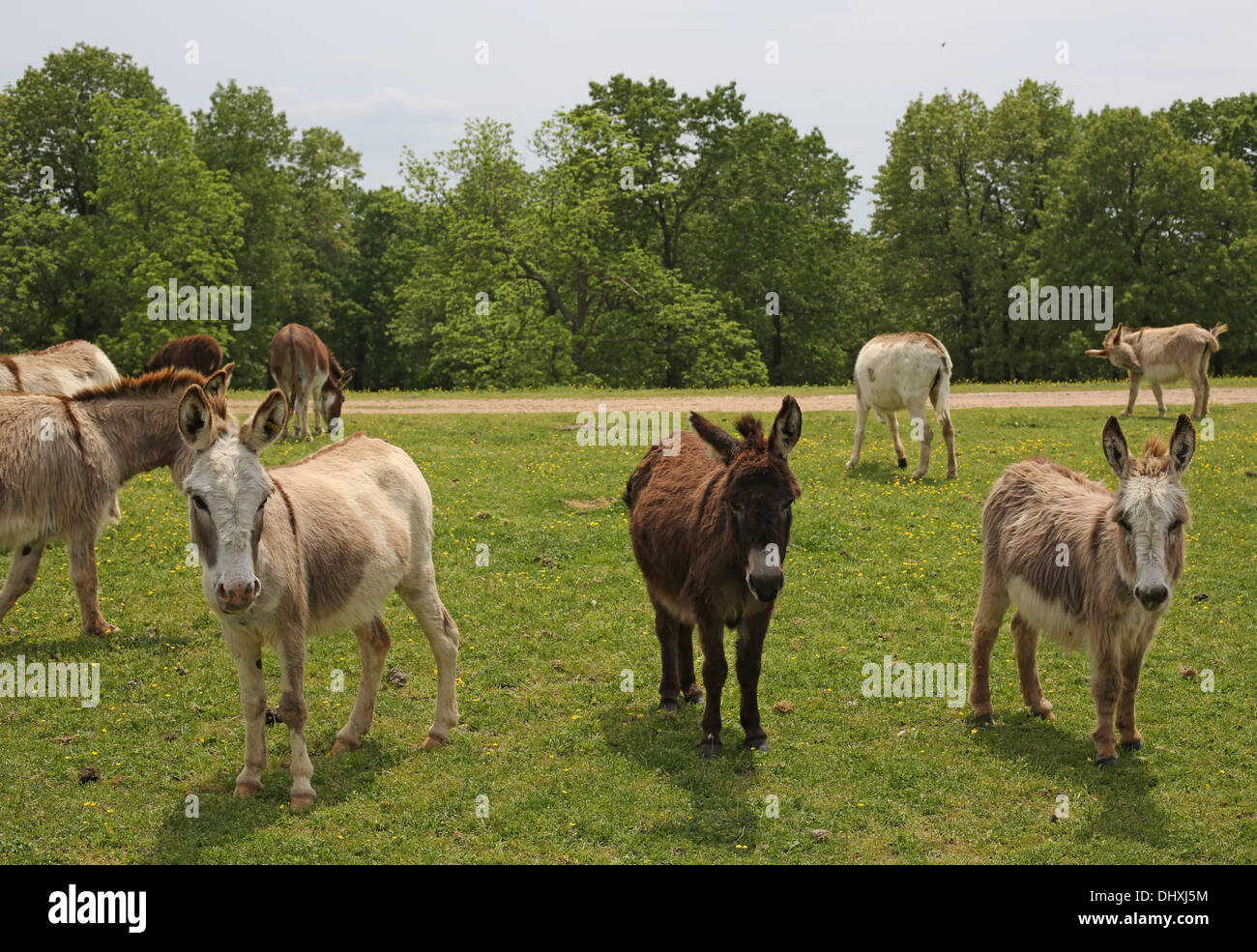 A field full of miniature donkeys Stock Photo - Alamy