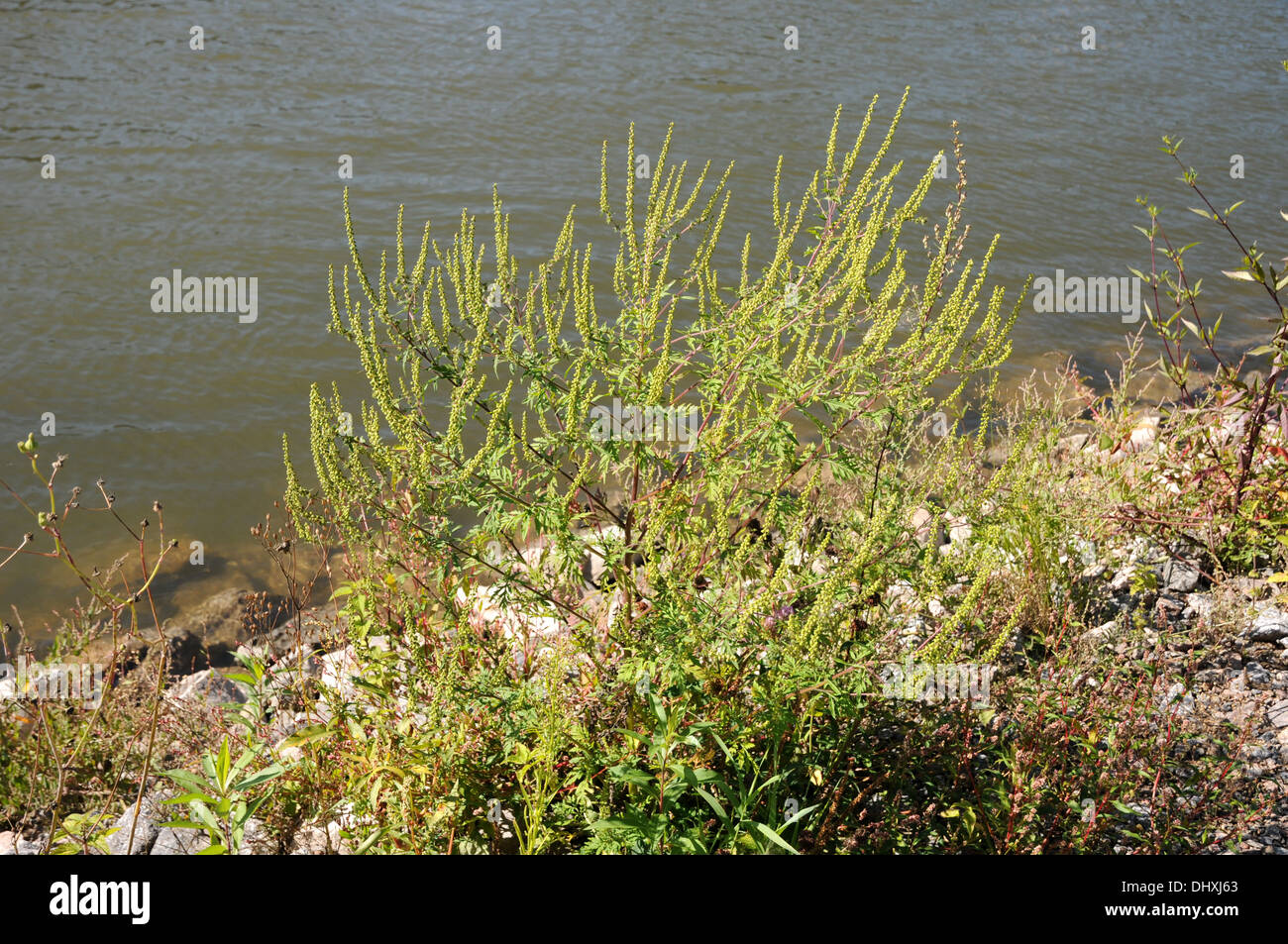 Tassel Weed High Resolution Stock Photography and Images - Alamy