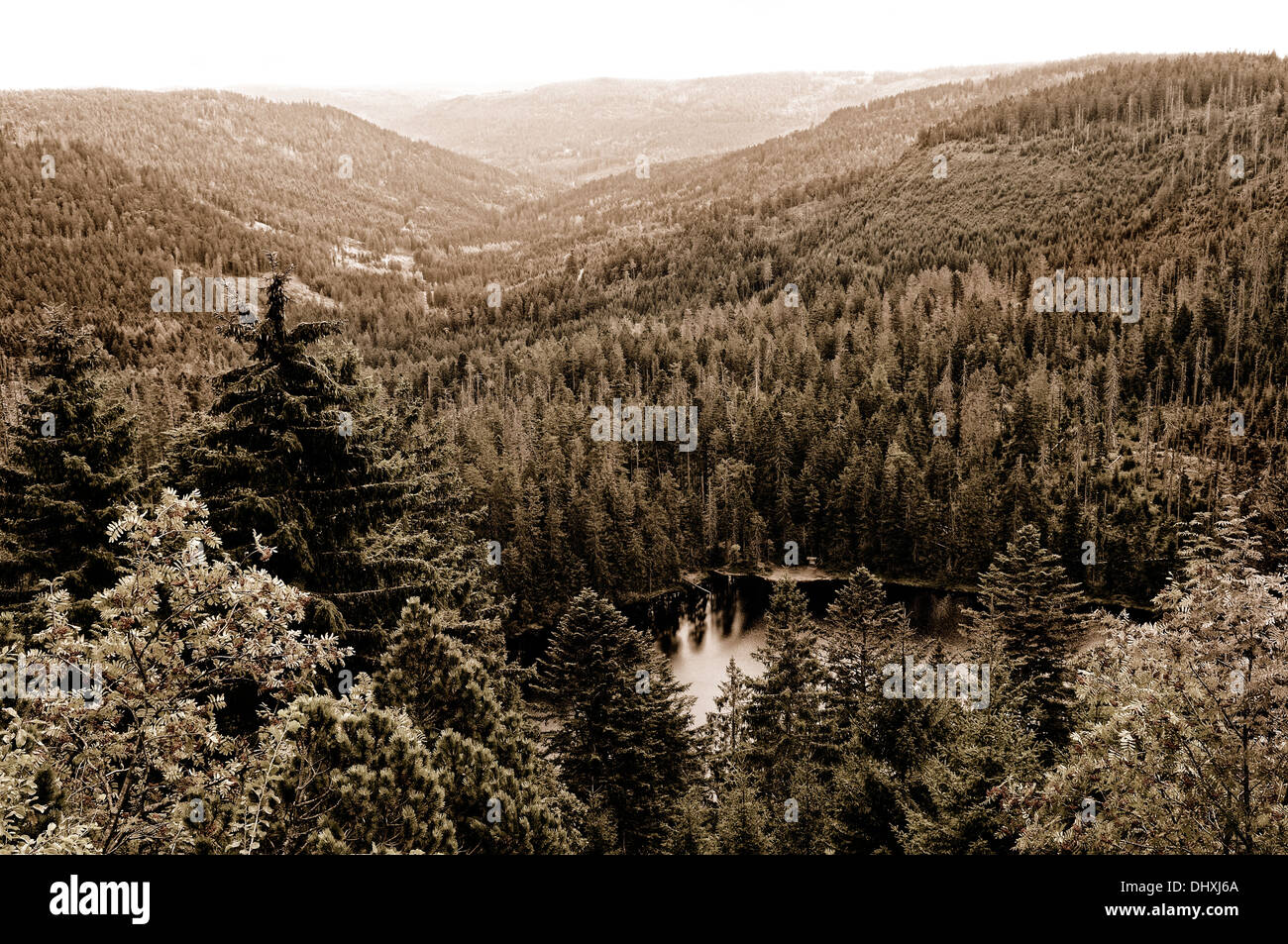 Sepia forest hi-res stock photography and images - Alamy