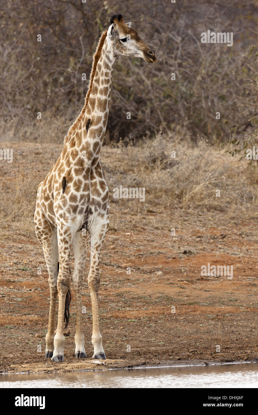 Kapgiraffe hi-res stock photography and images - Alamy