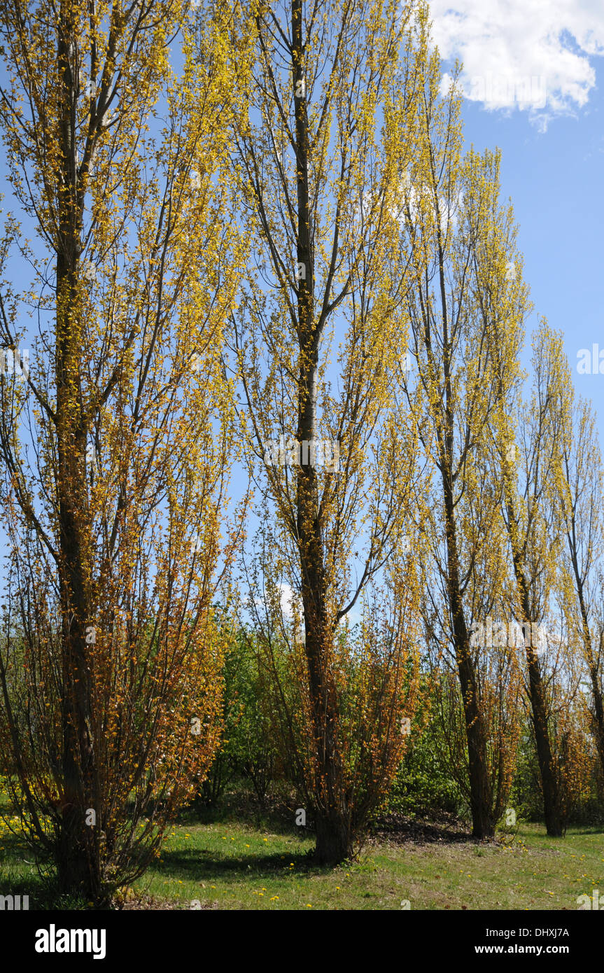 Fastigiate tree hi-res stock photography and images - Alamy