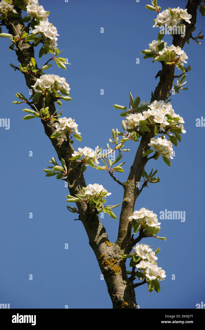 Fastigiate Pear tree Stock Photo - Alamy
