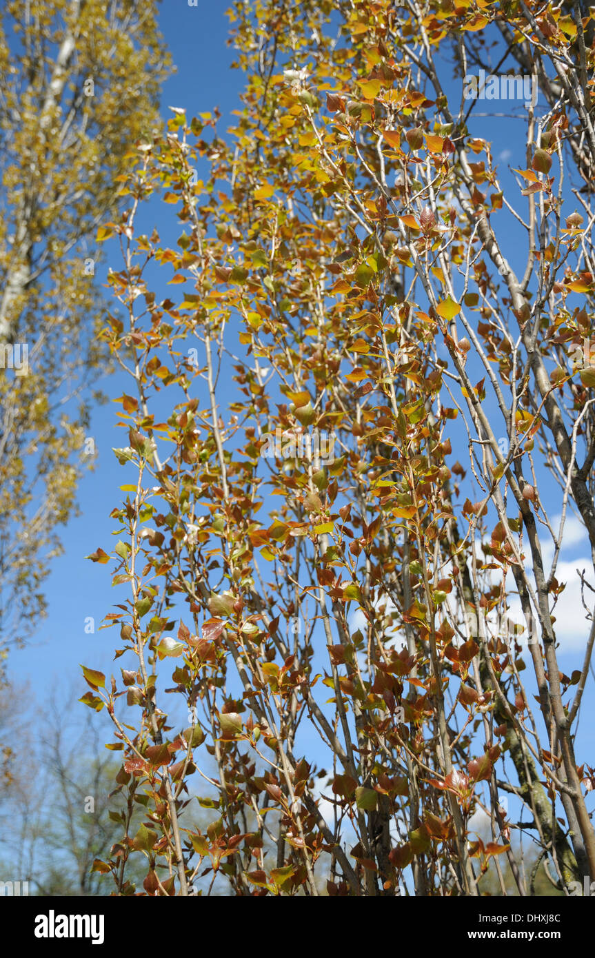 Fastigiate tree hi-res stock photography and images - Alamy