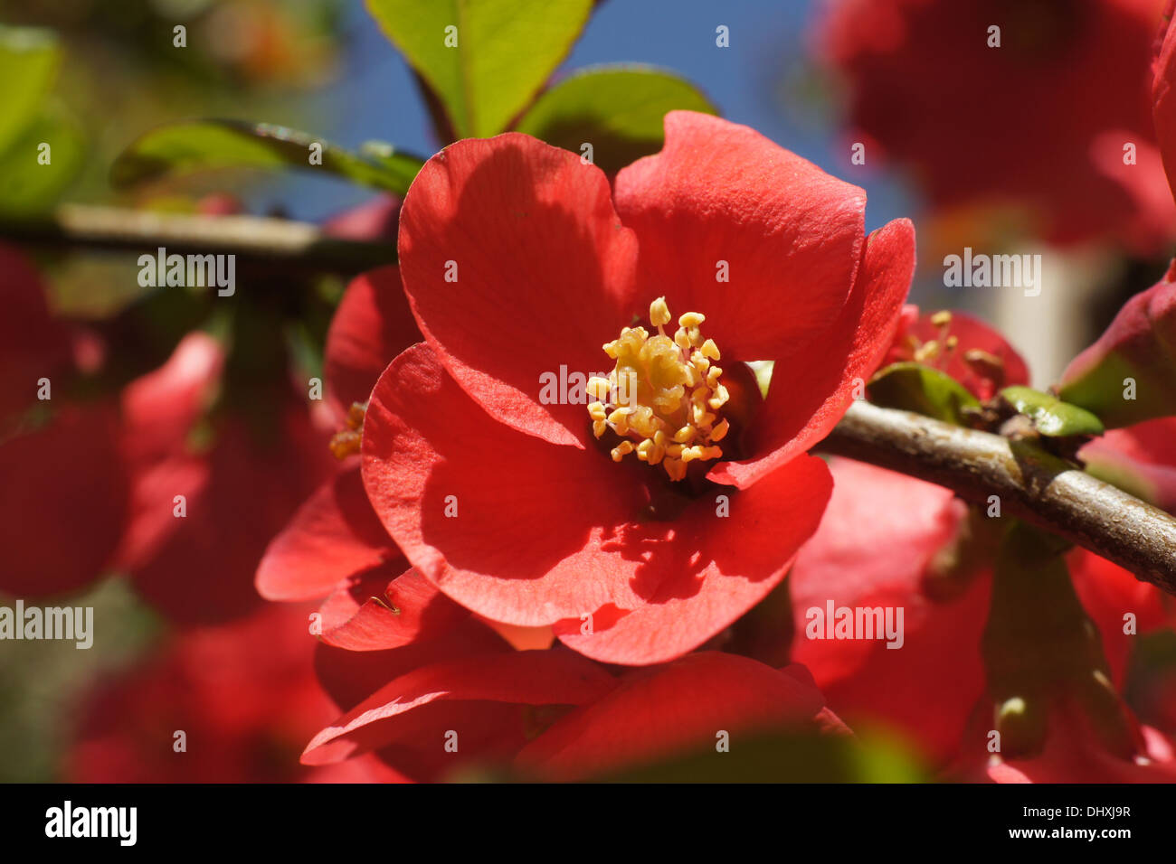 Japanes quince fruit hi-res stock photography and images - Alamy
