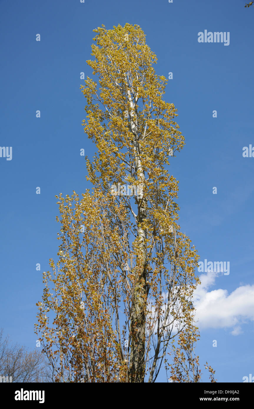 Fastigiate black poplar hi-res stock photography and images - Alamy