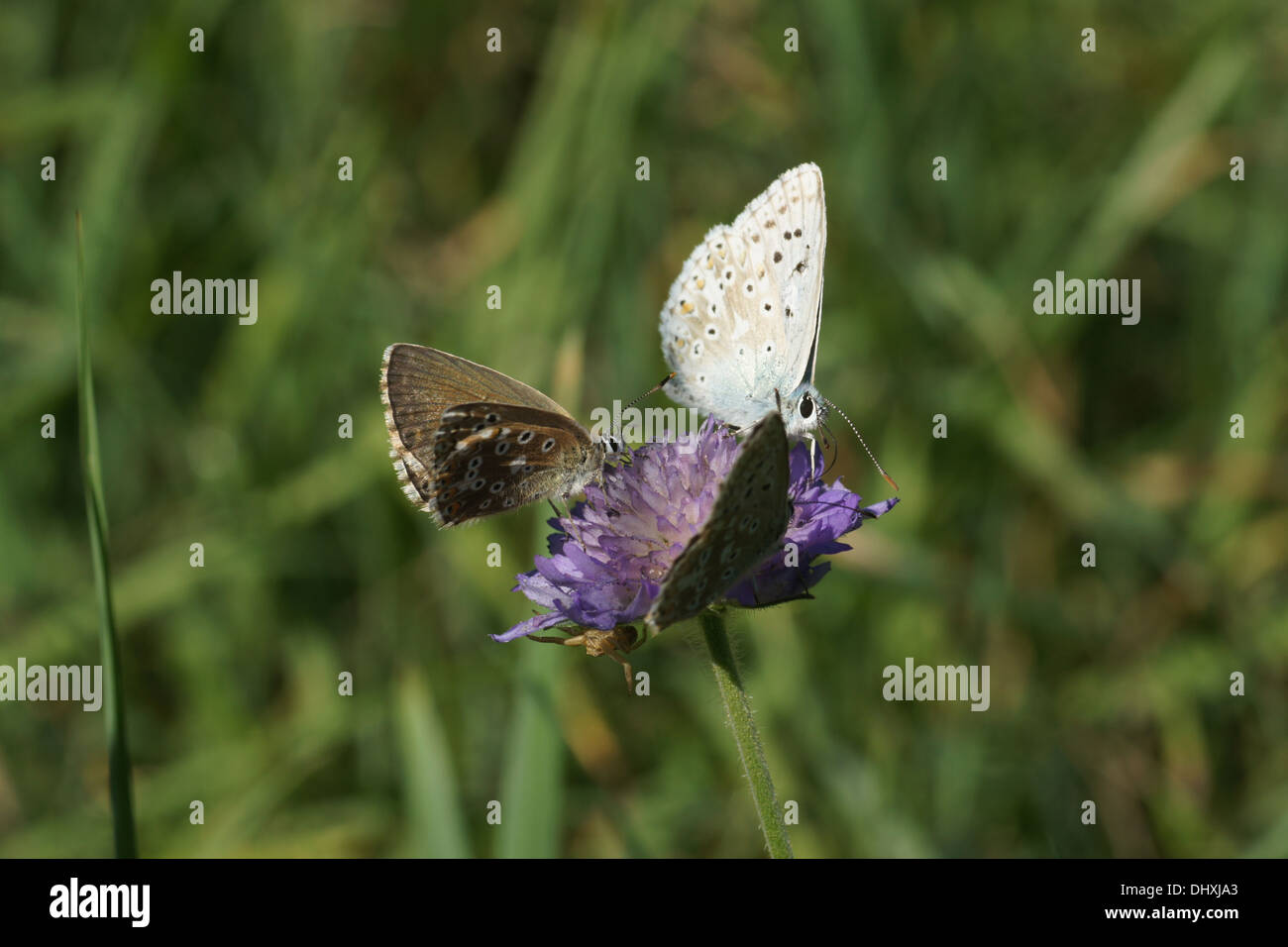 Chalkhill blue butterflies hi-res stock photography and images - Alamy