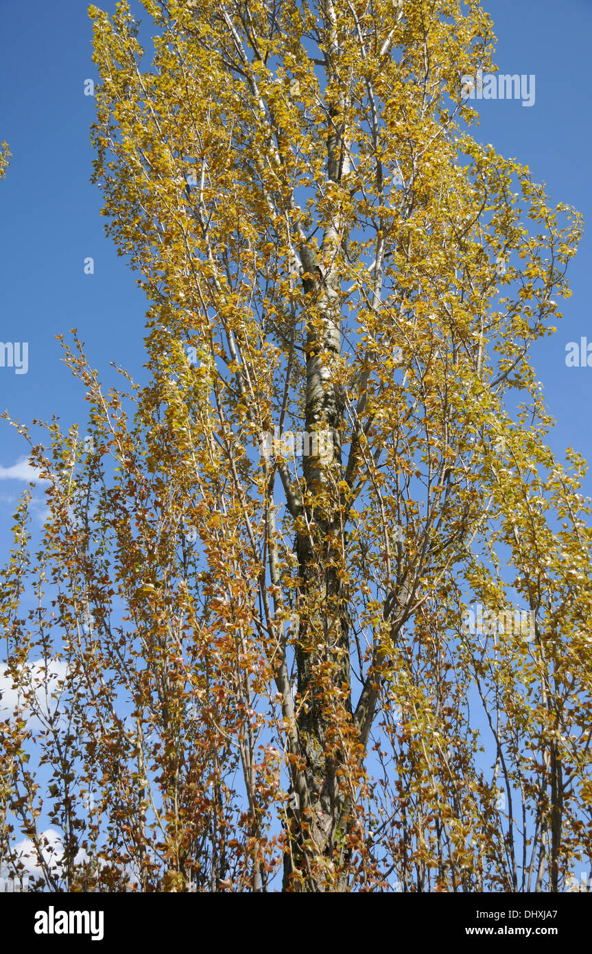 Fastigiate tree hi-res stock photography and images - Alamy