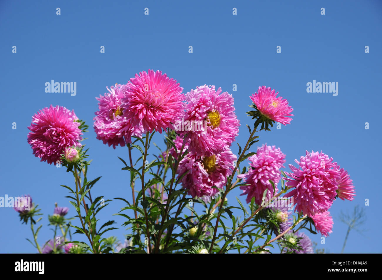 Chinese aster hi-res stock photography and images - Alamy