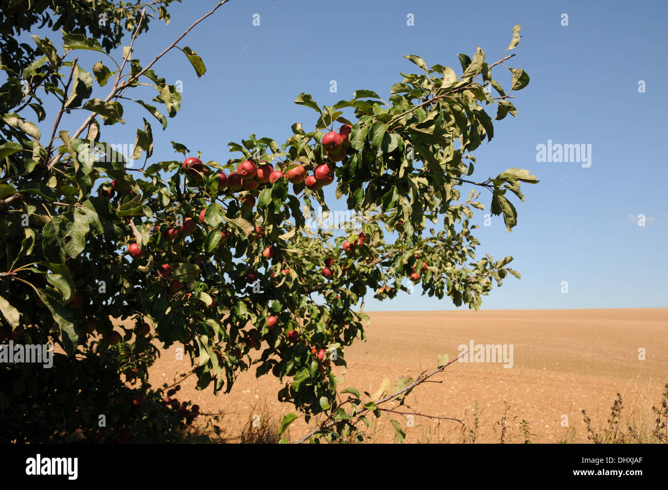 Wild apple tree Stock Photo - Alamy
