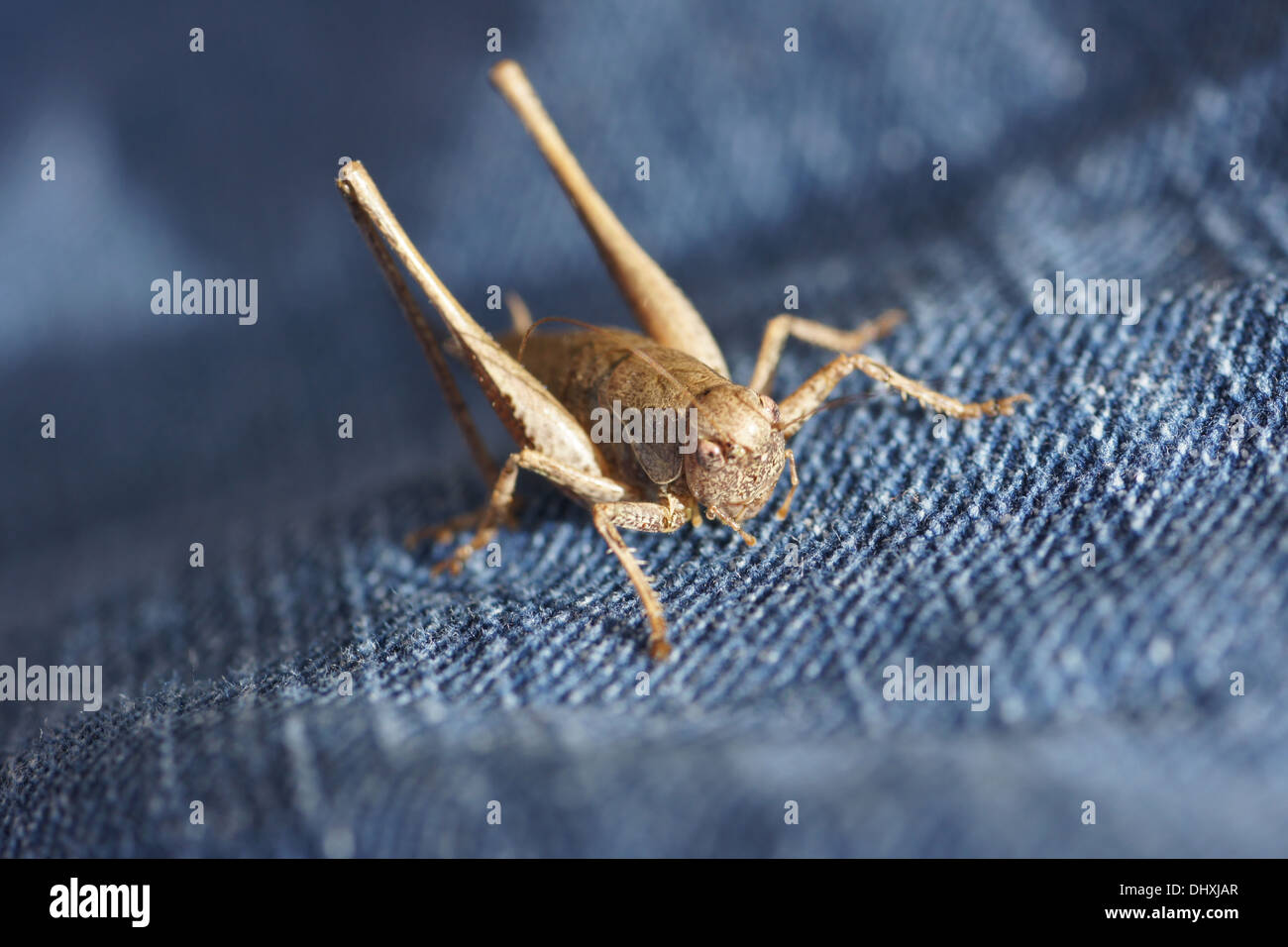 Heuhupfer hi-res stock photography and images - Alamy