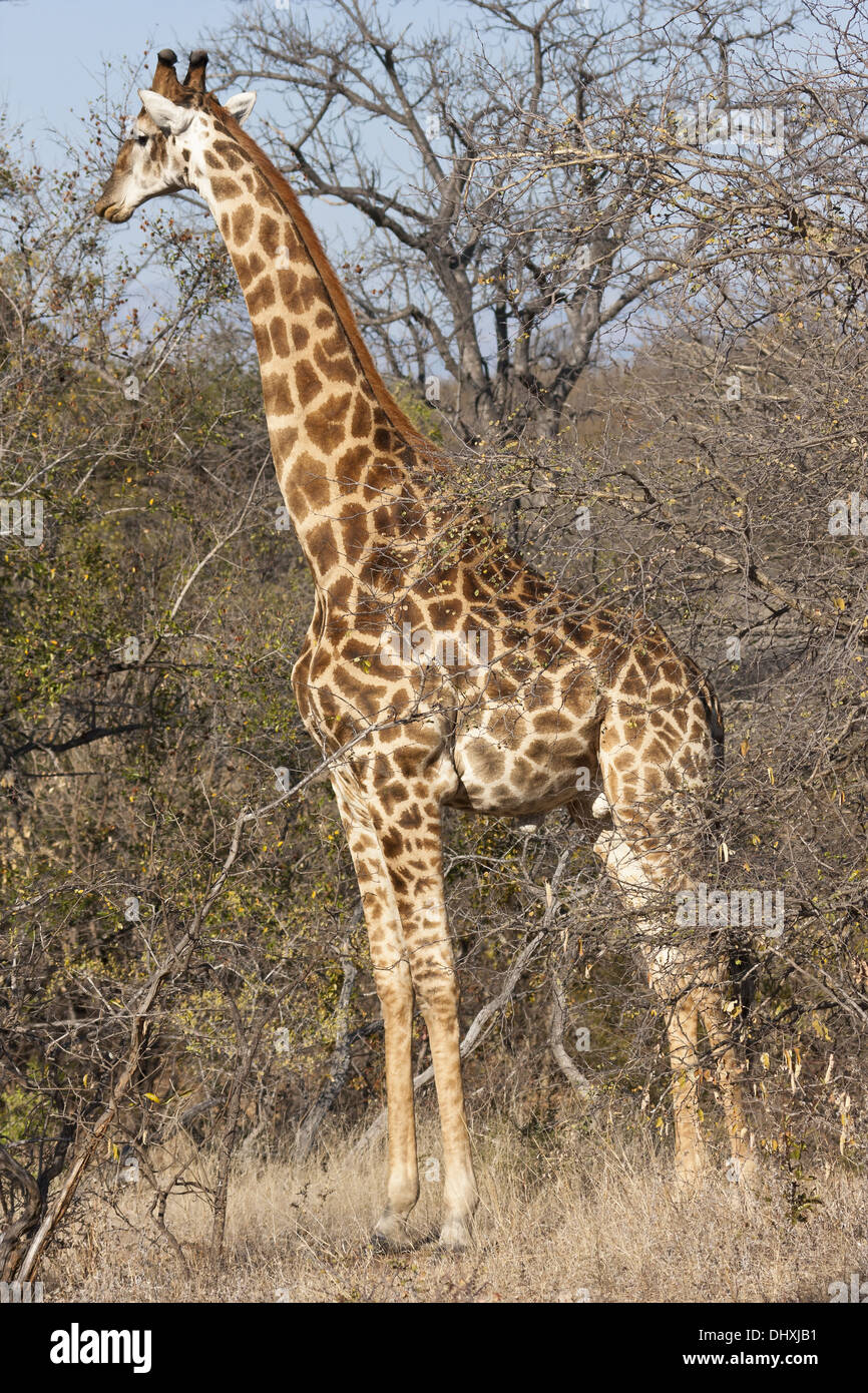 Kapgiraffe hi-res stock photography and images - Alamy
