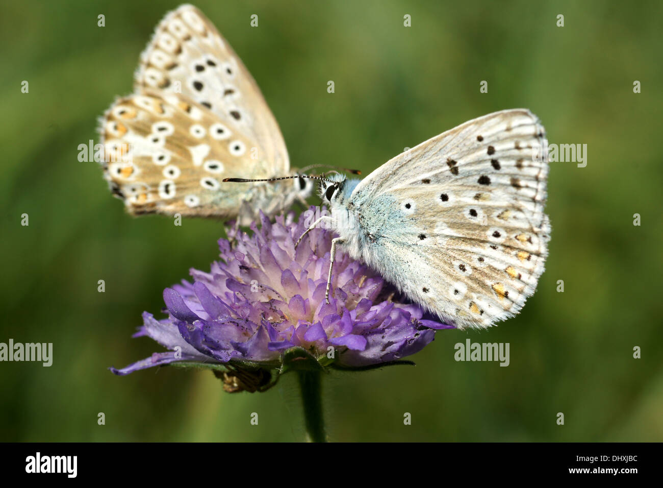 Chalkhill blue butterflies hi-res stock photography and images - Alamy