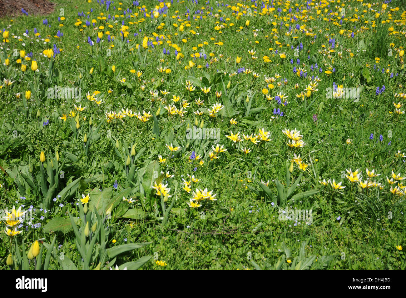 Tard hi-res stock photography and images - Alamy