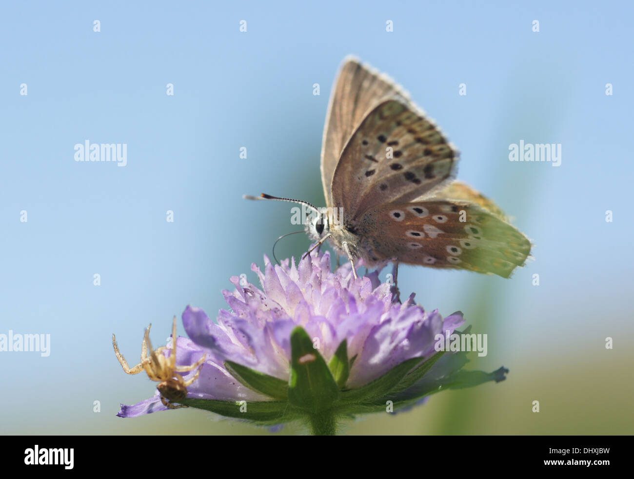 Chalkhill blue butterflies hi-res stock photography and images - Alamy
