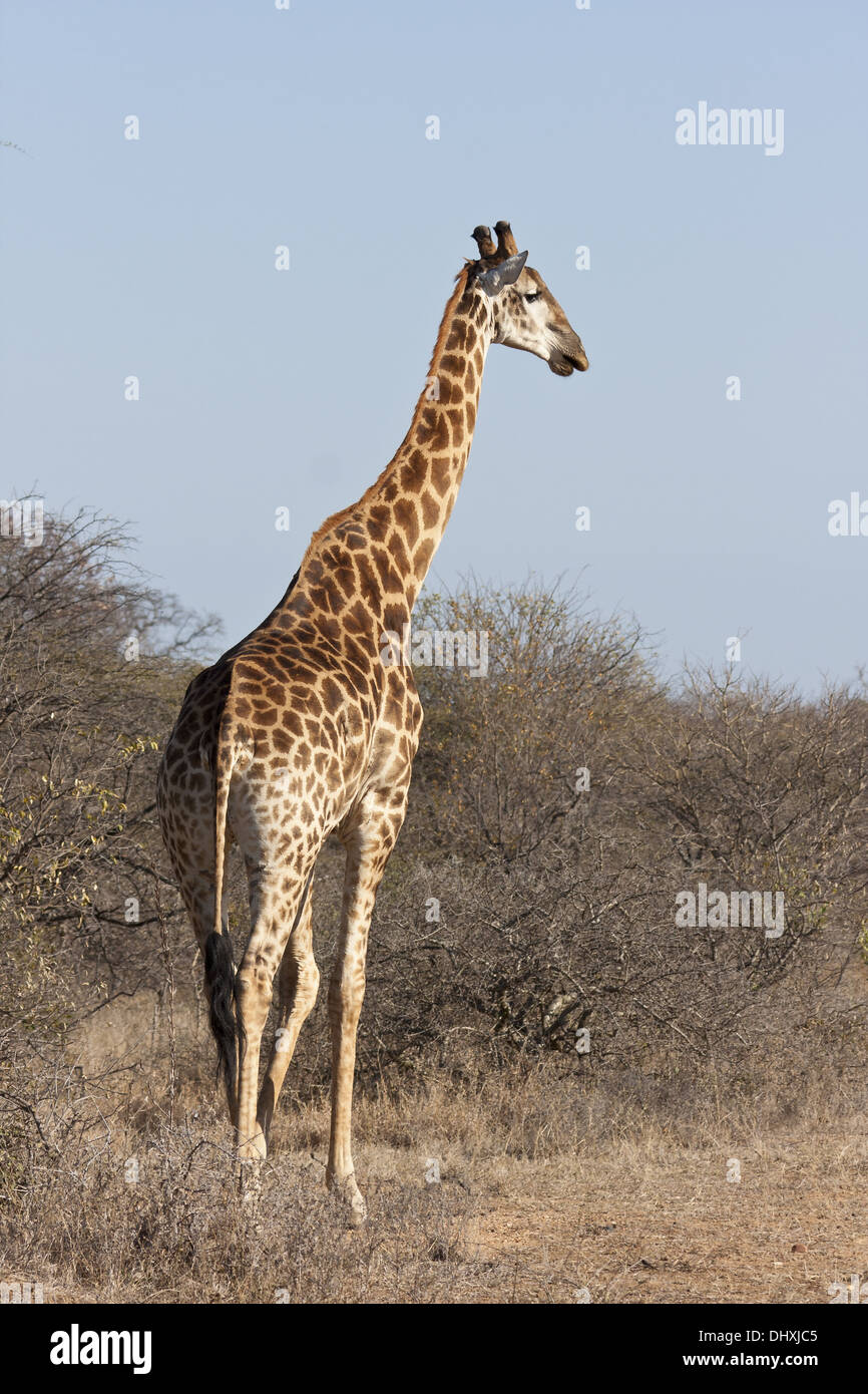 Kapgiraffe (G. c. giraffa Stock Photo - Alamy