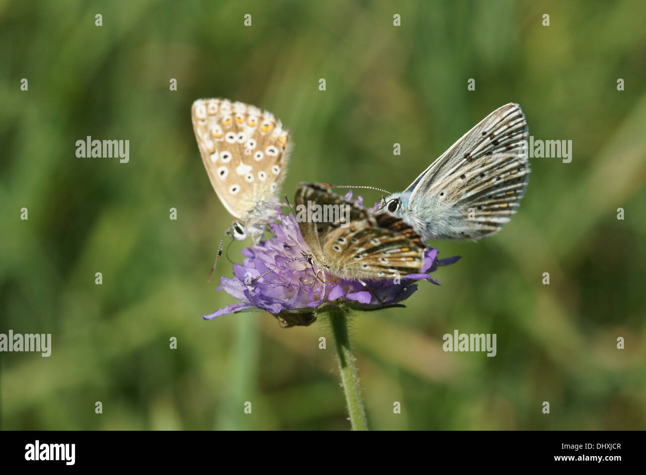 Chalkhill blue butterflies hi-res stock photography and images - Alamy