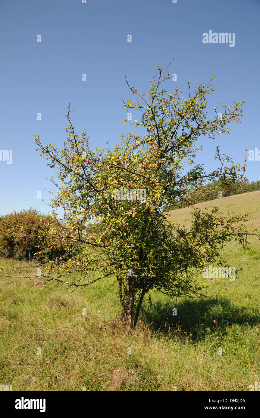Wild apple tree Stock Photo - Alamy