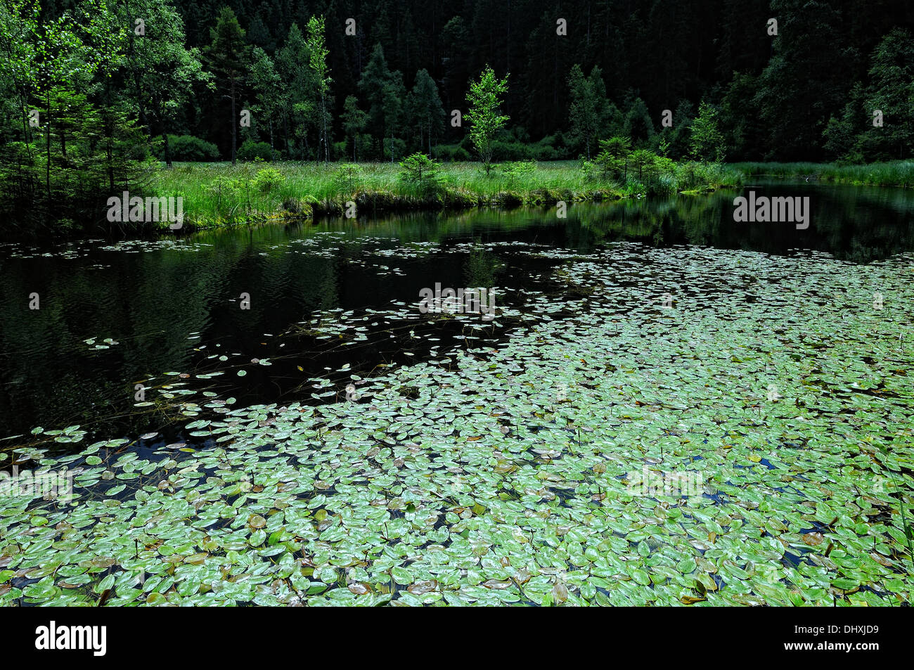 Forest lake dark water hi-res stock photography and images - Alamy