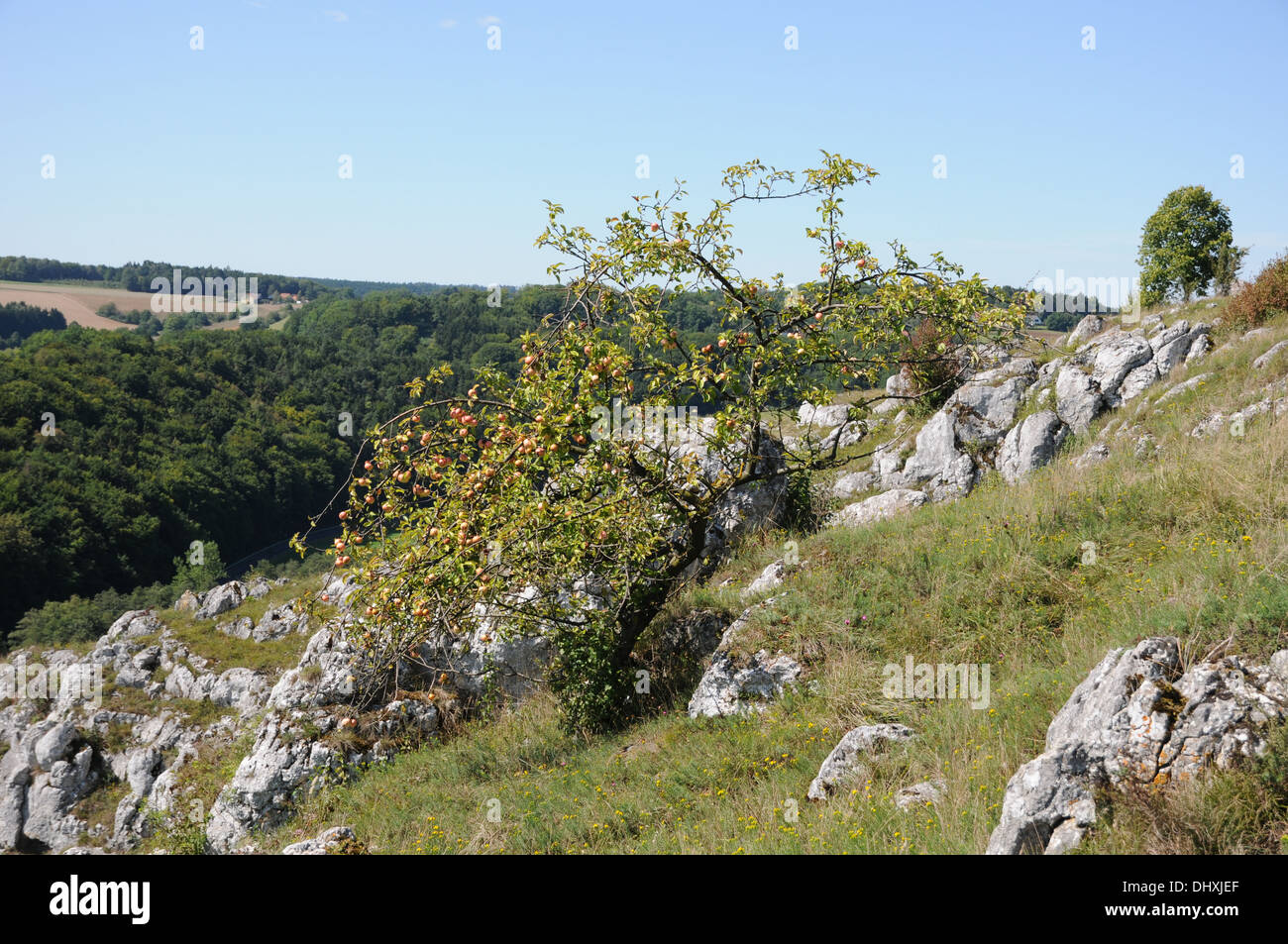 Wild apple tree Stock Photo - Alamy