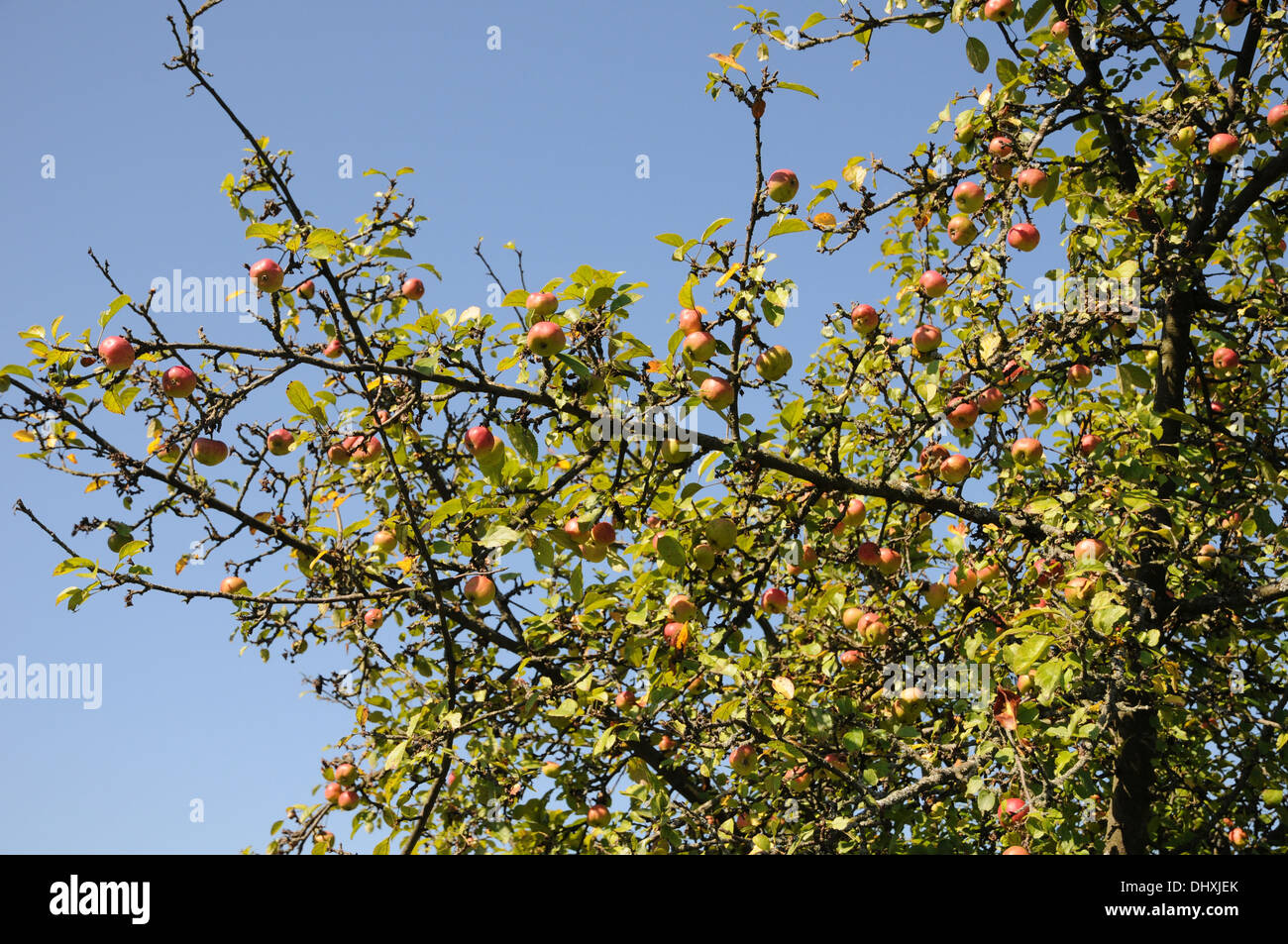 Wild Apple Tree High Resolution Stock Photography and Images - Alamy