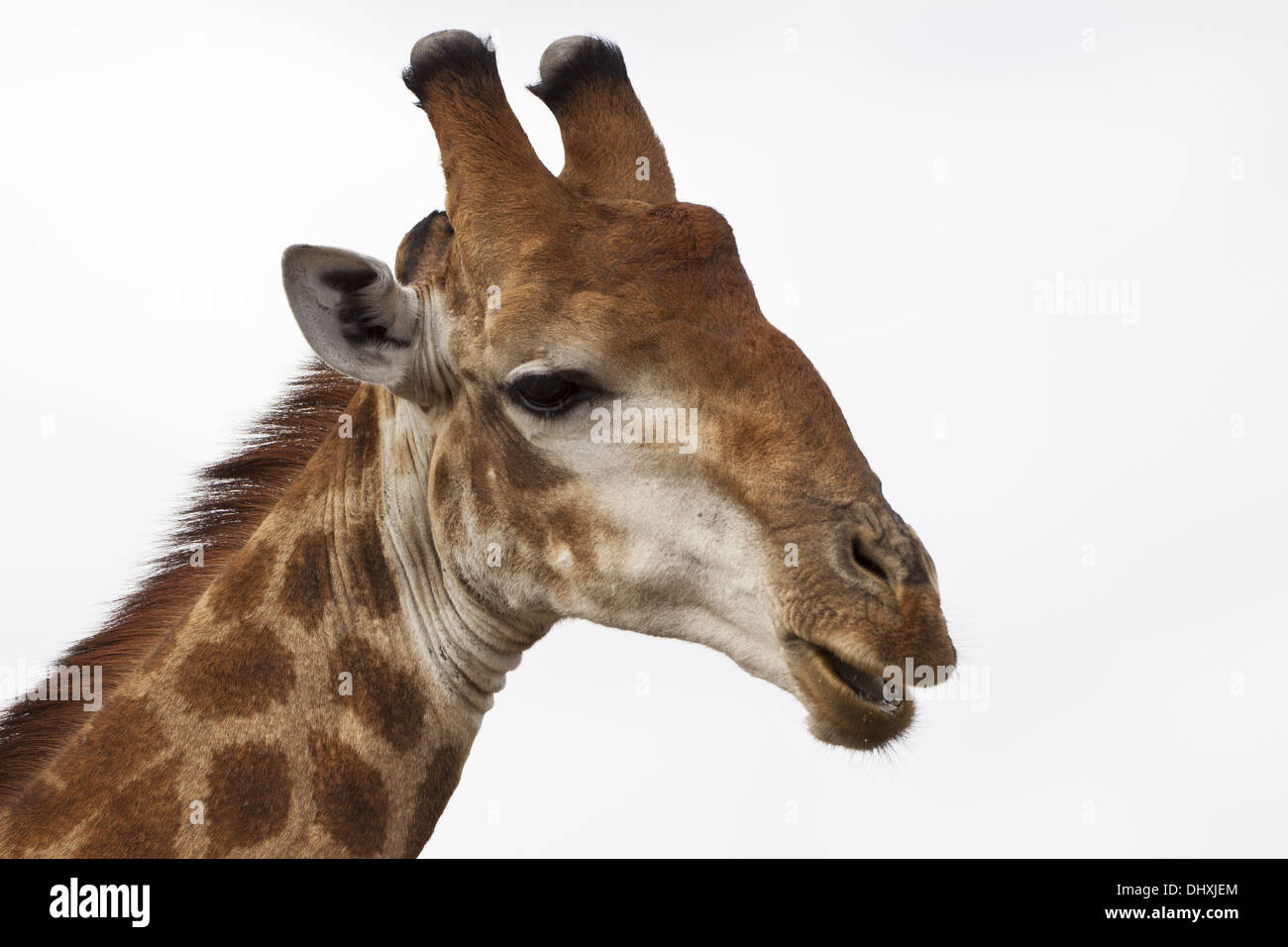 Kapgiraffe hi-res stock photography and images - Alamy