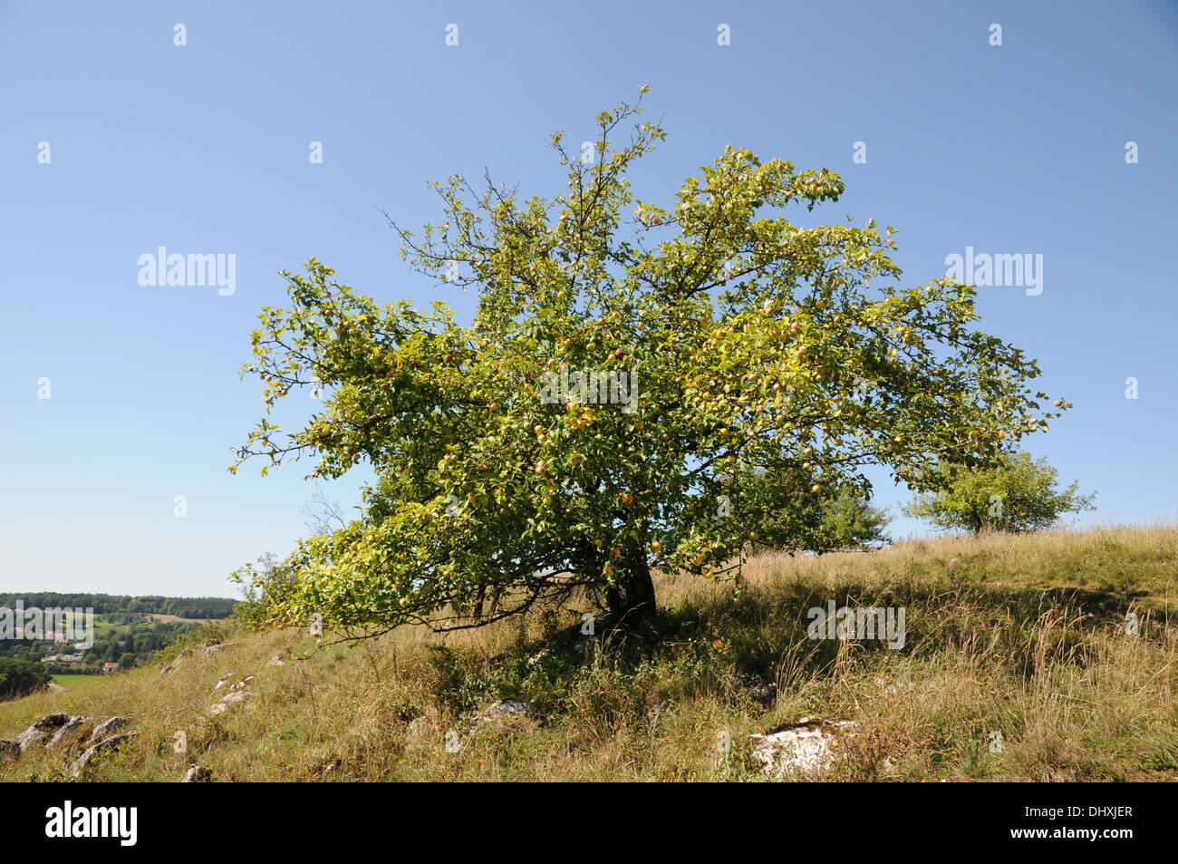 Malus sylvestris wild hi-res stock photography and images - Alamy