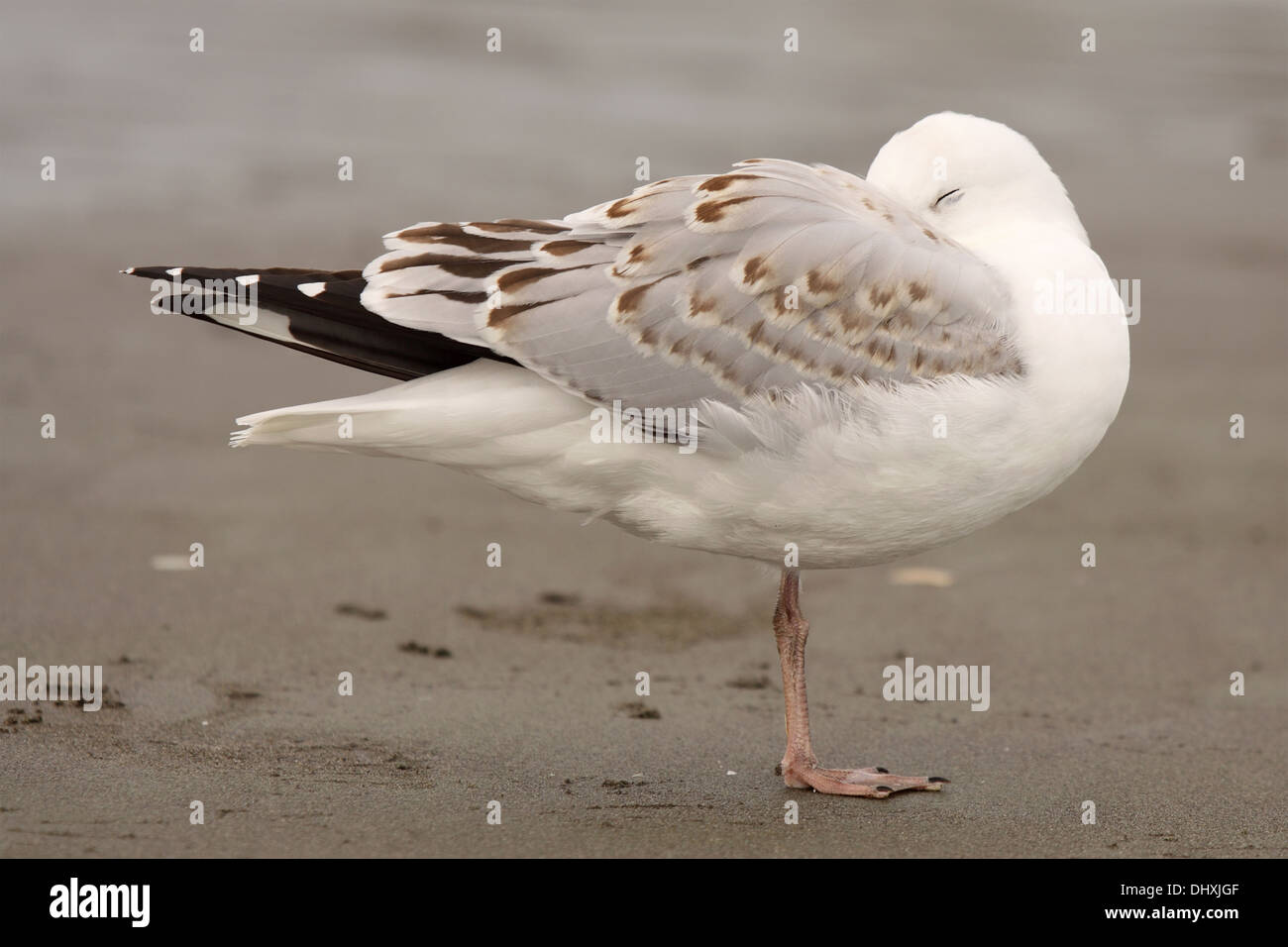 A Black-billed Gull sleeping on one leg Stock Photo - Alamy