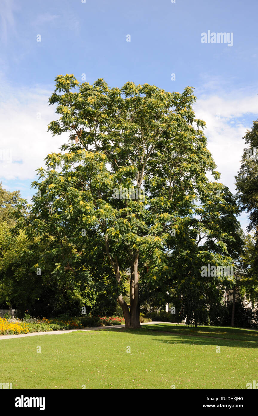 Tree of heaven Stock Photo - Alamy