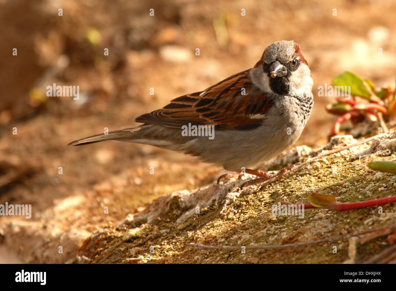 Sparrow wildlife bird hi-res stock photography and images - Alamy