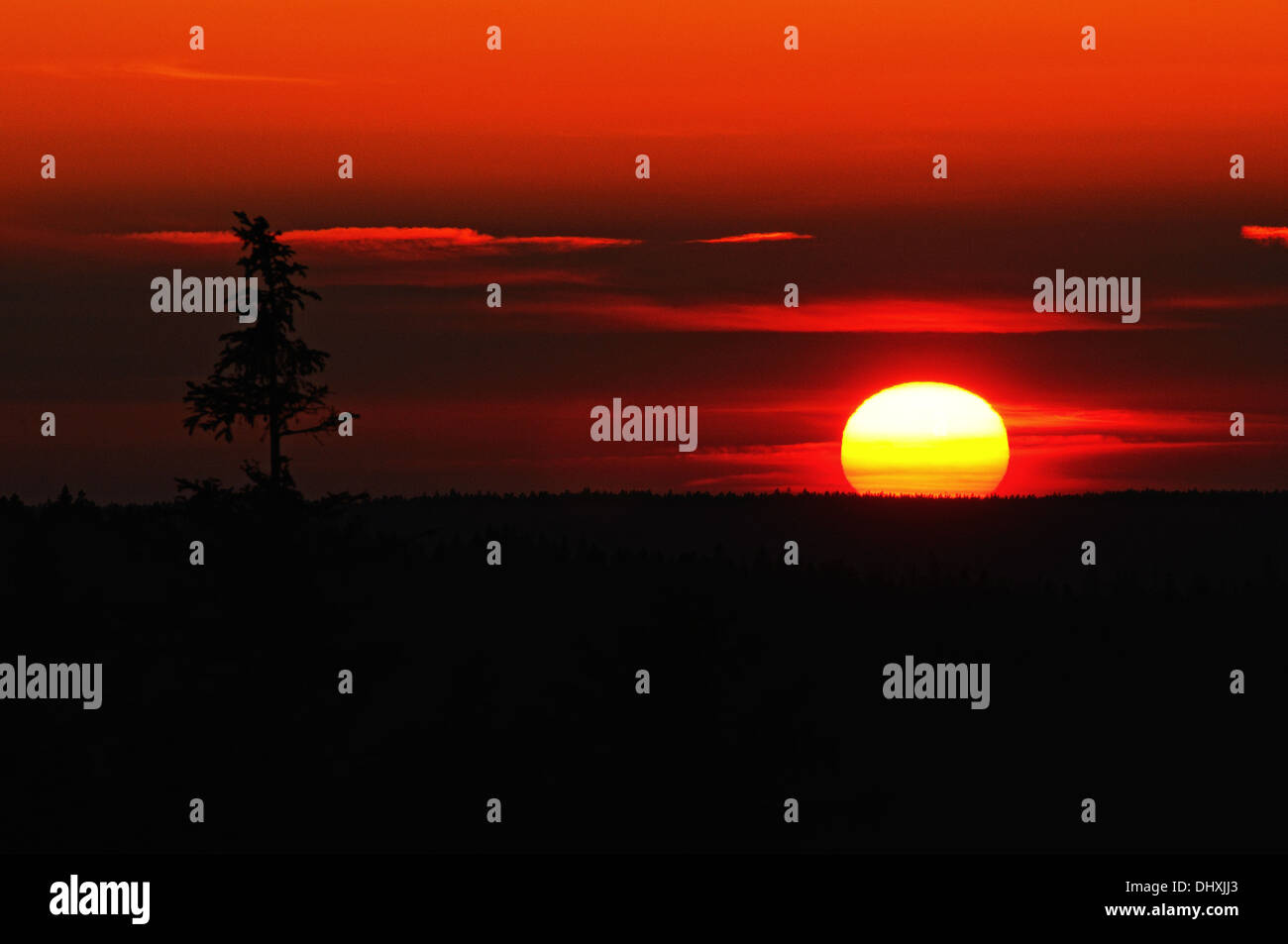 Sun above the forest Stock Photo - Alamy