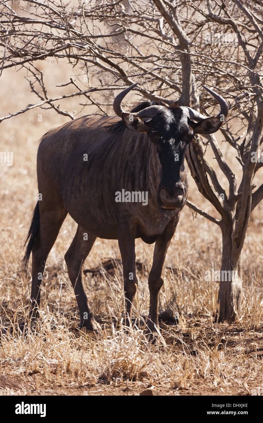 Red wildebeest hi-res stock photography and images - Alamy