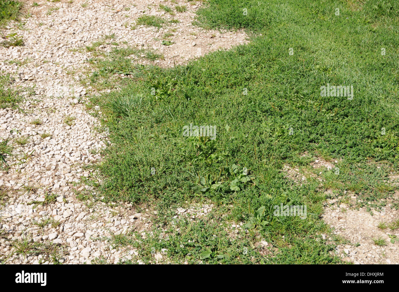 Knotgrass hi-res stock photography and images - Alamy