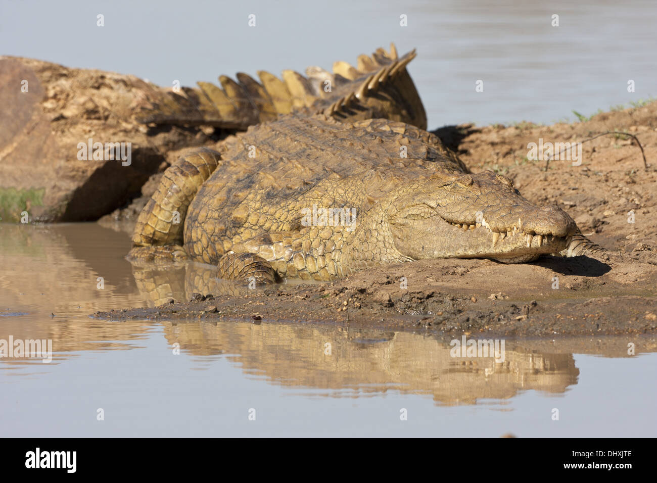 Gnathostomata terrestrial vertebrates hi-res stock photography and ...