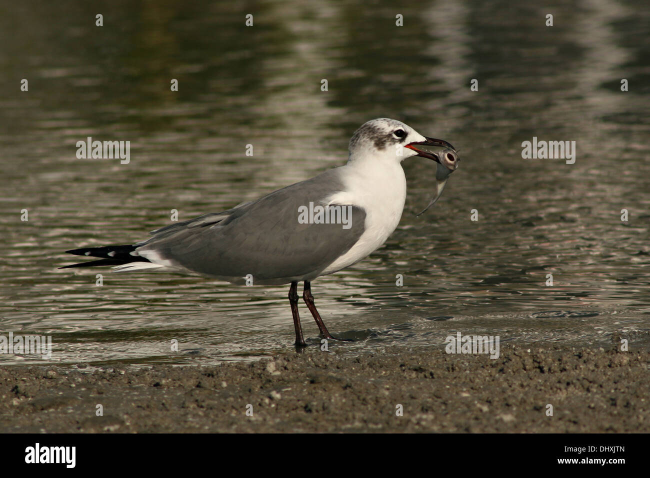 A Laughing Gull grasping a gaping fish Stock Photo - Alamy