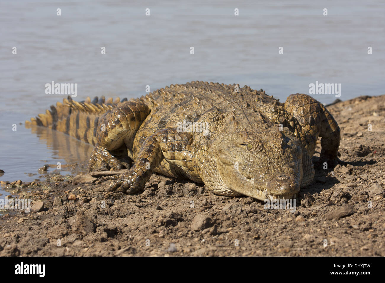 Crocodilia crocodiles hi-res stock photography and images - Alamy