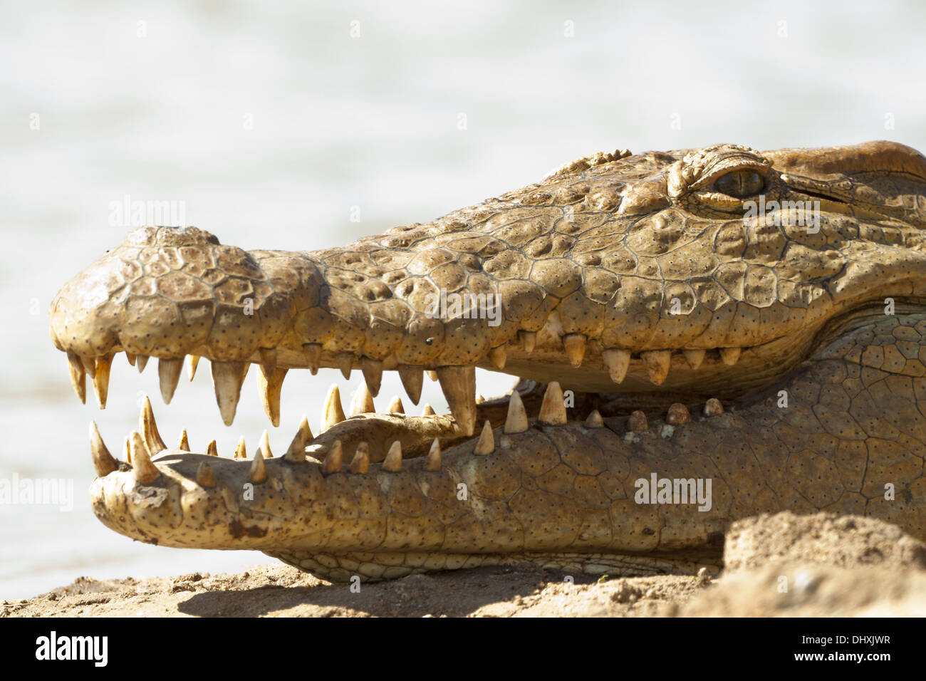 Gnathostomata terrestrial vertebrates hi-res stock photography and ...