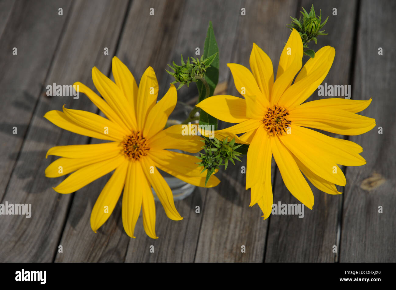 Jerusalem Artichoke Helianthus Tuberosus Flowers Sunroot High ...