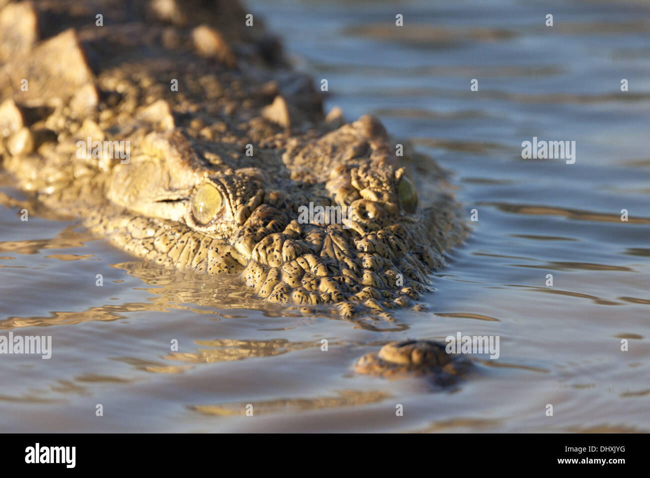 Crocodilia Wikipedia