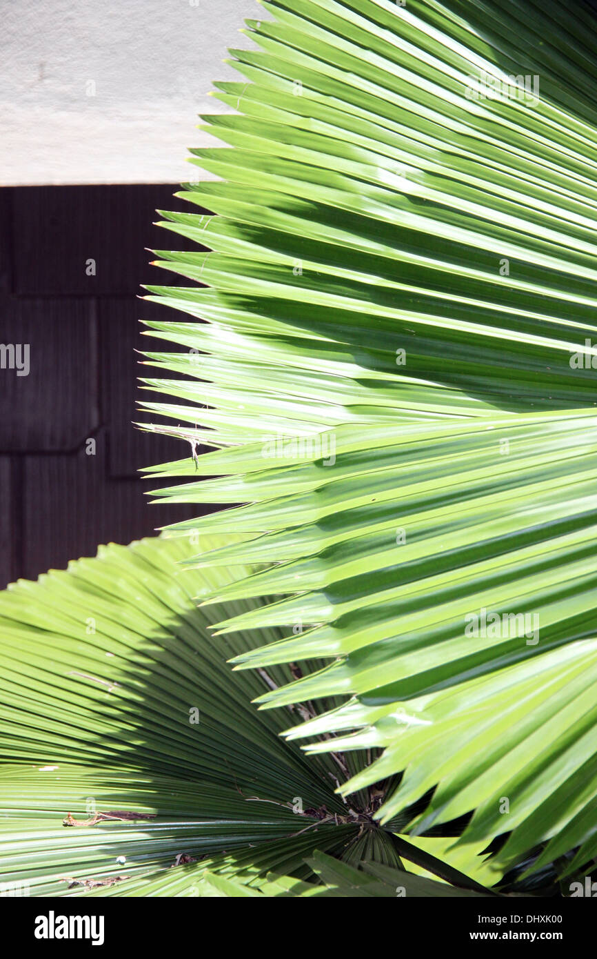 Many leaves hi-res stock photography and images - Alamy