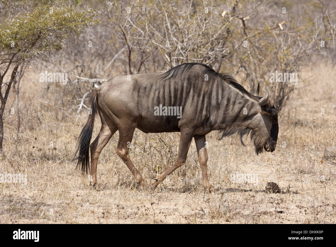 Red wildebeest hi-res stock photography and images - Alamy